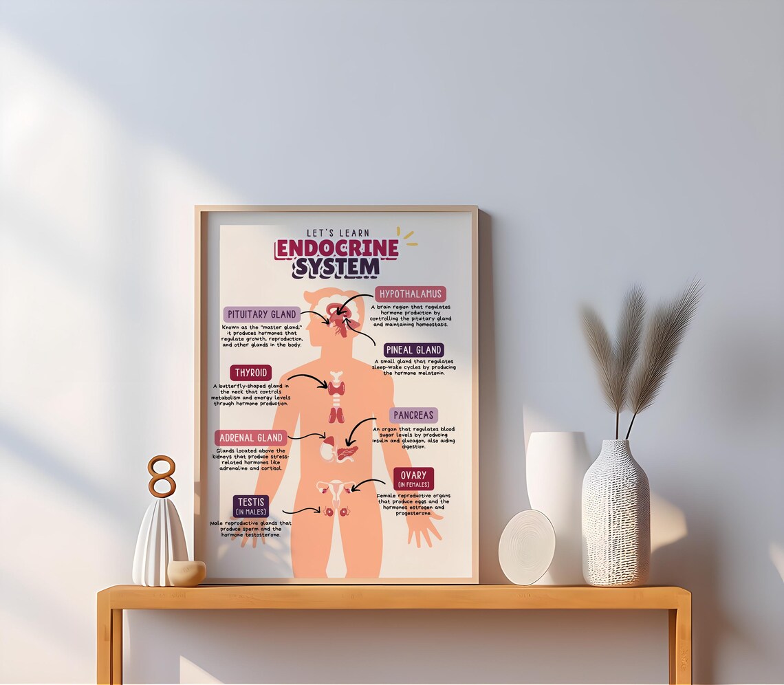 Endocrine System Poster: Anatomy Wall Art for Kids (digital Download ...