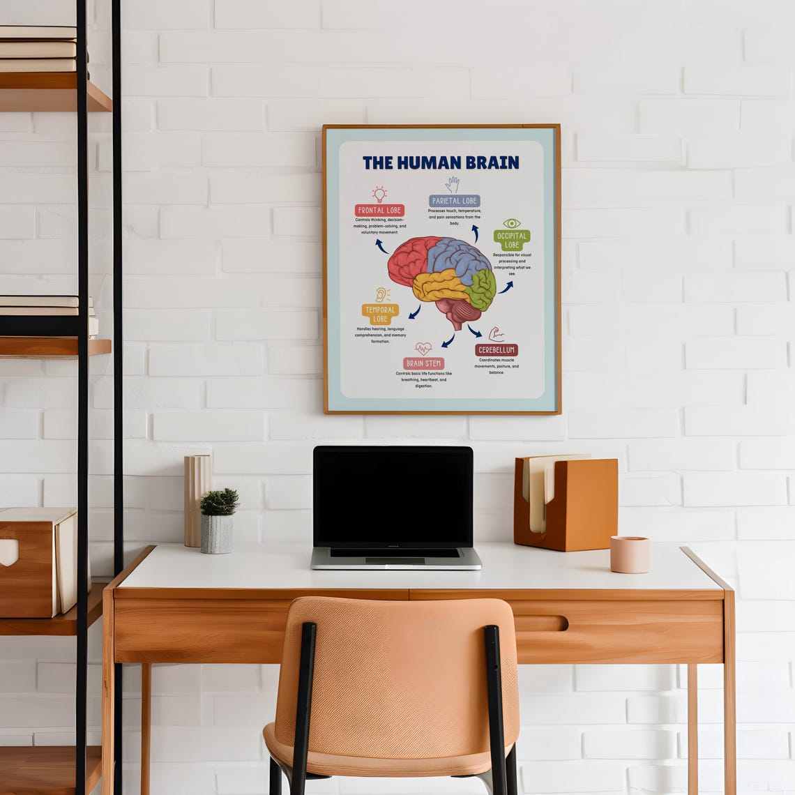 The Human Brain Poster - Anatomy of Brain Print - Modern Educative Wall ...