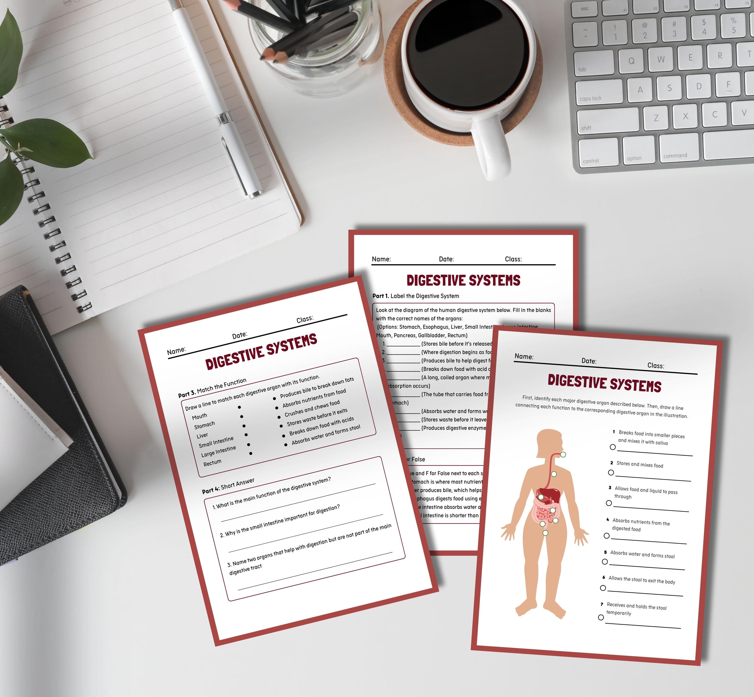 Human Digestive System Poster: Kids' Educational Science Art (digital ...