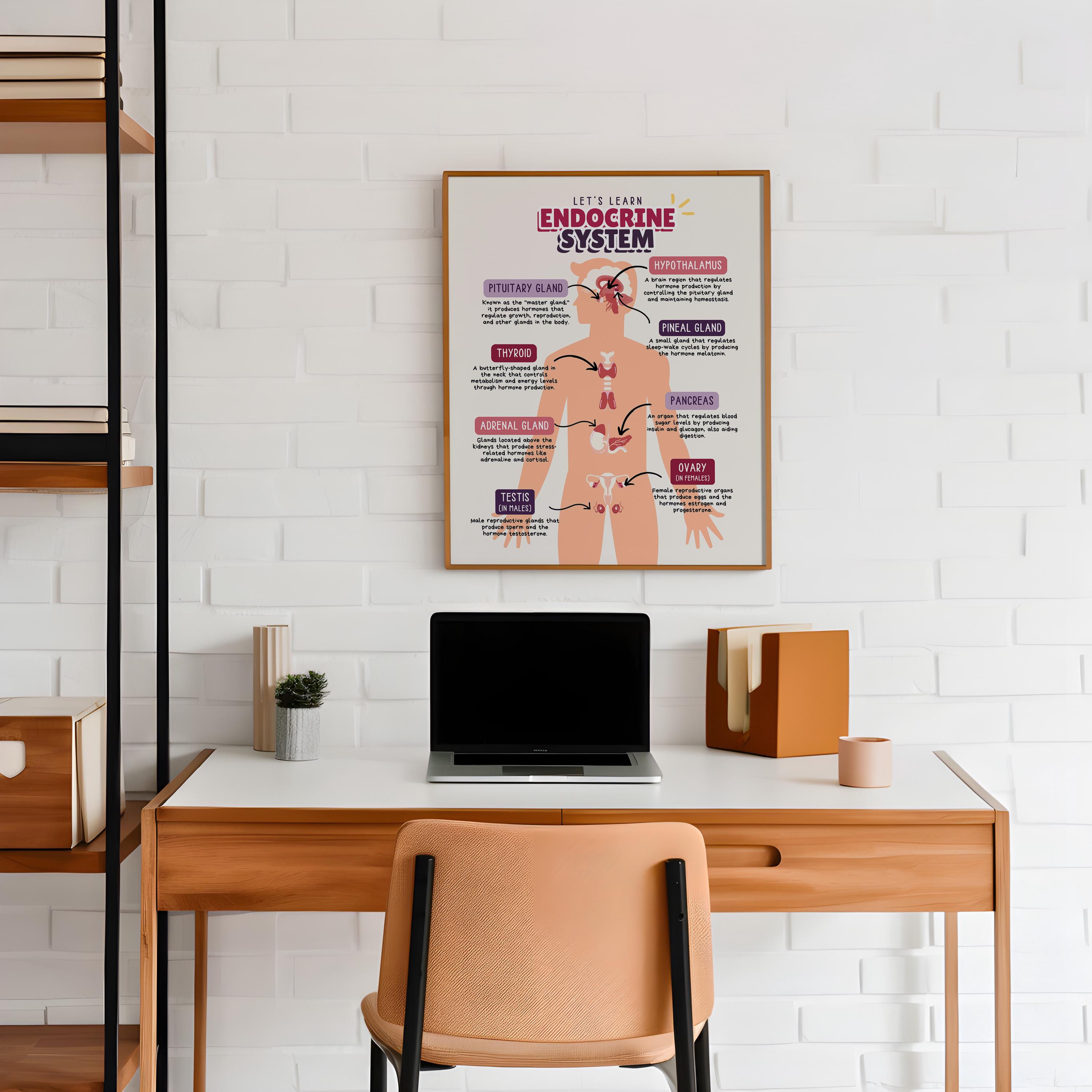 Endocrine System Poster: Anatomy Wall Art for Kids (digital Download ...