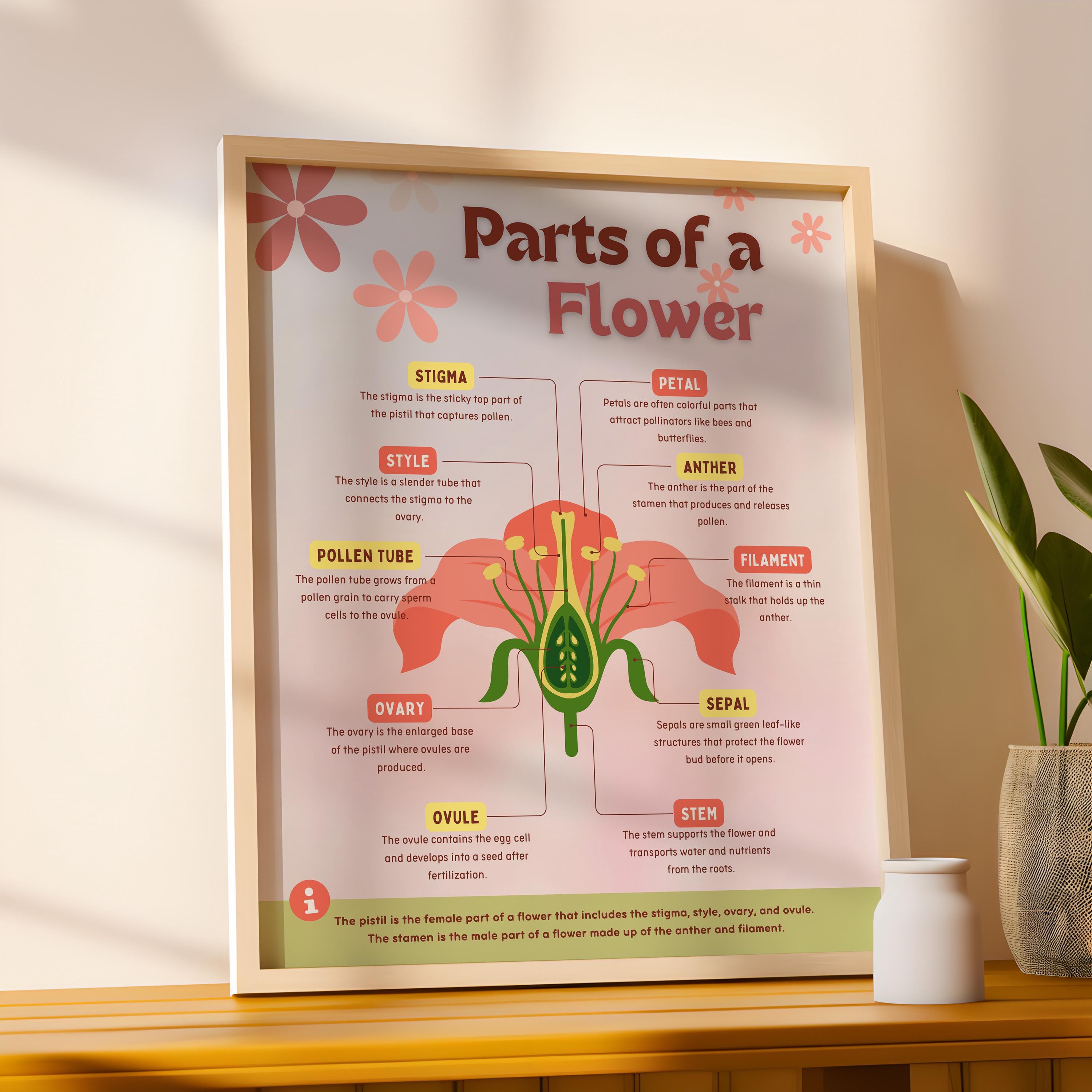 Parts of a Flower Poster – Elementary Biology Classroom Print (digital ...