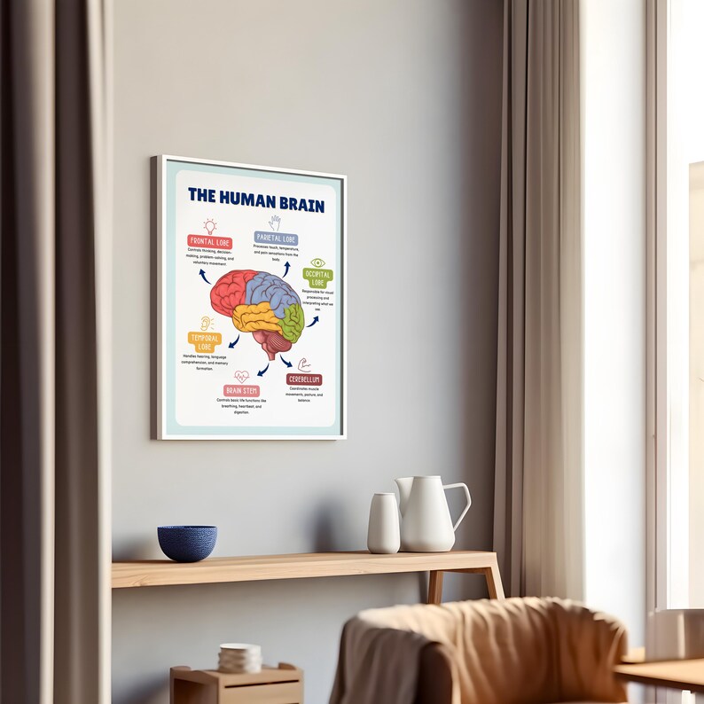 The Human Brain Poster - Anatomy of Brain Print - Modern Educative Wall ...