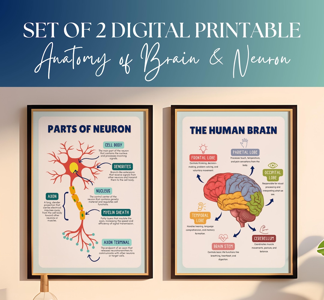 Brain & Neuron Anatomy Poster Set: Modern Science Classroom Art ...