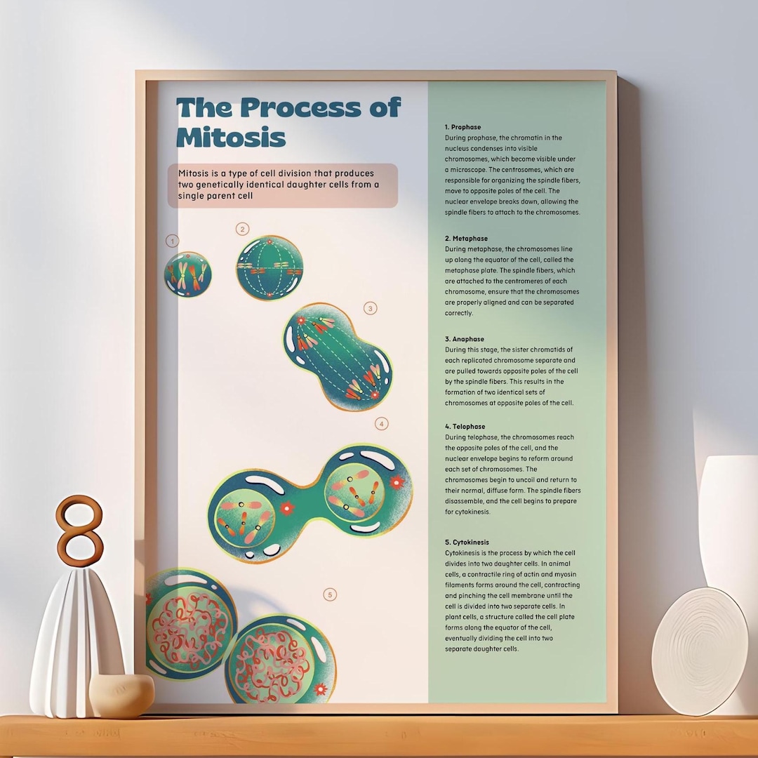 The Process of Mitosis Poster - Biology Educational Print - Cell Cycle ...