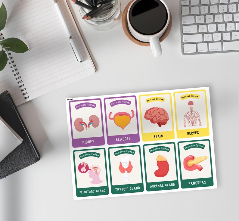Human Body Flashcards: Double Sided Science Cards (digital Download) - Etsy