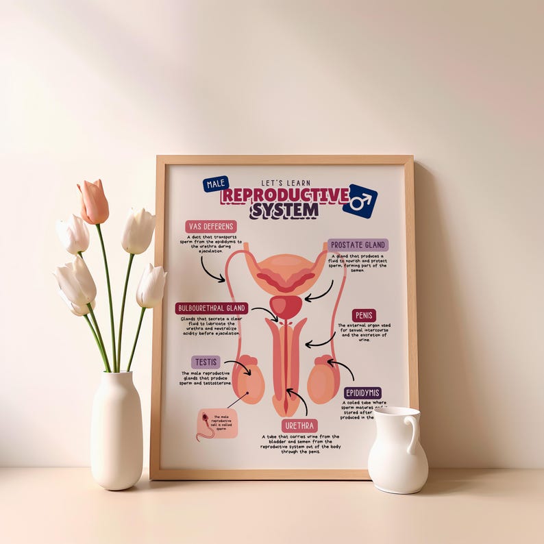 Male Reproductive System Poster Anatomy Learning Kit Digital Download