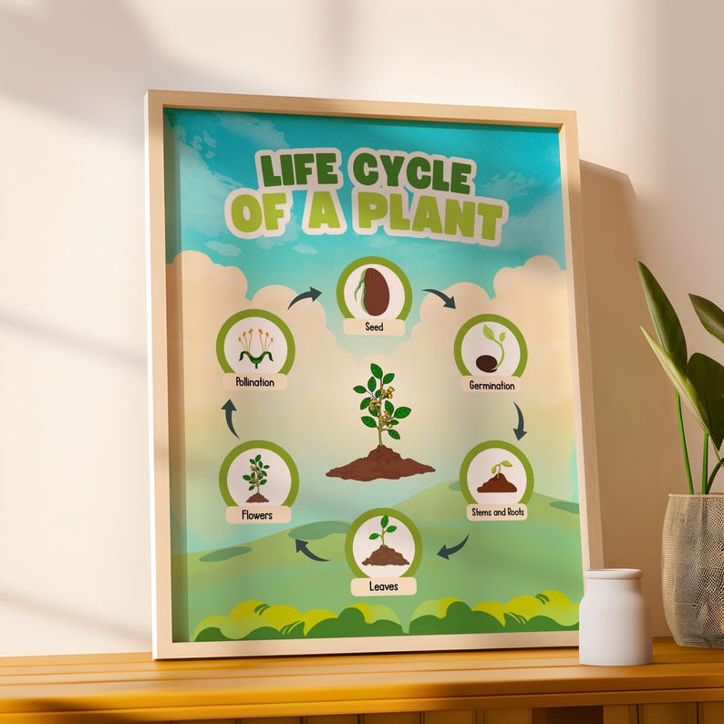 Life Cycle of a Plant Poster | Seed Germination, Growth, Flowering ...