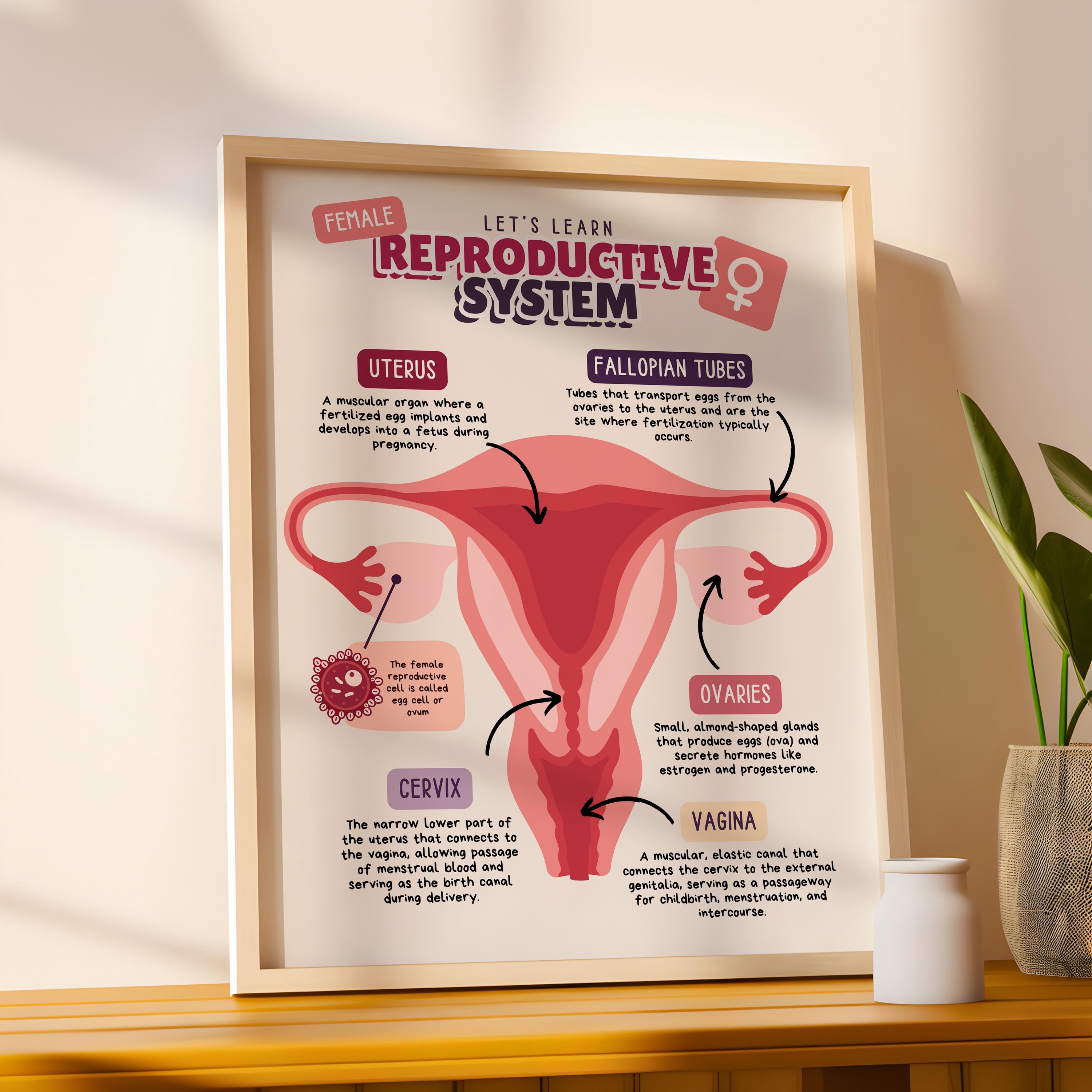 Female Reproductive System Poster Anatomy Wall Art Classroom Learning