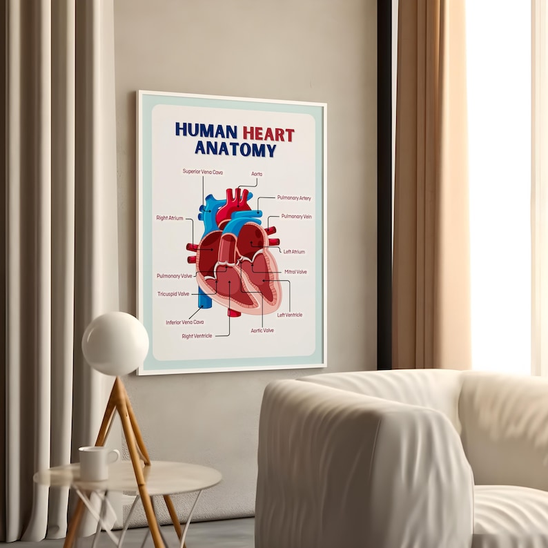 Heart Anatomy Print: Human Body Poster, Classroom Wall Art (digital ...