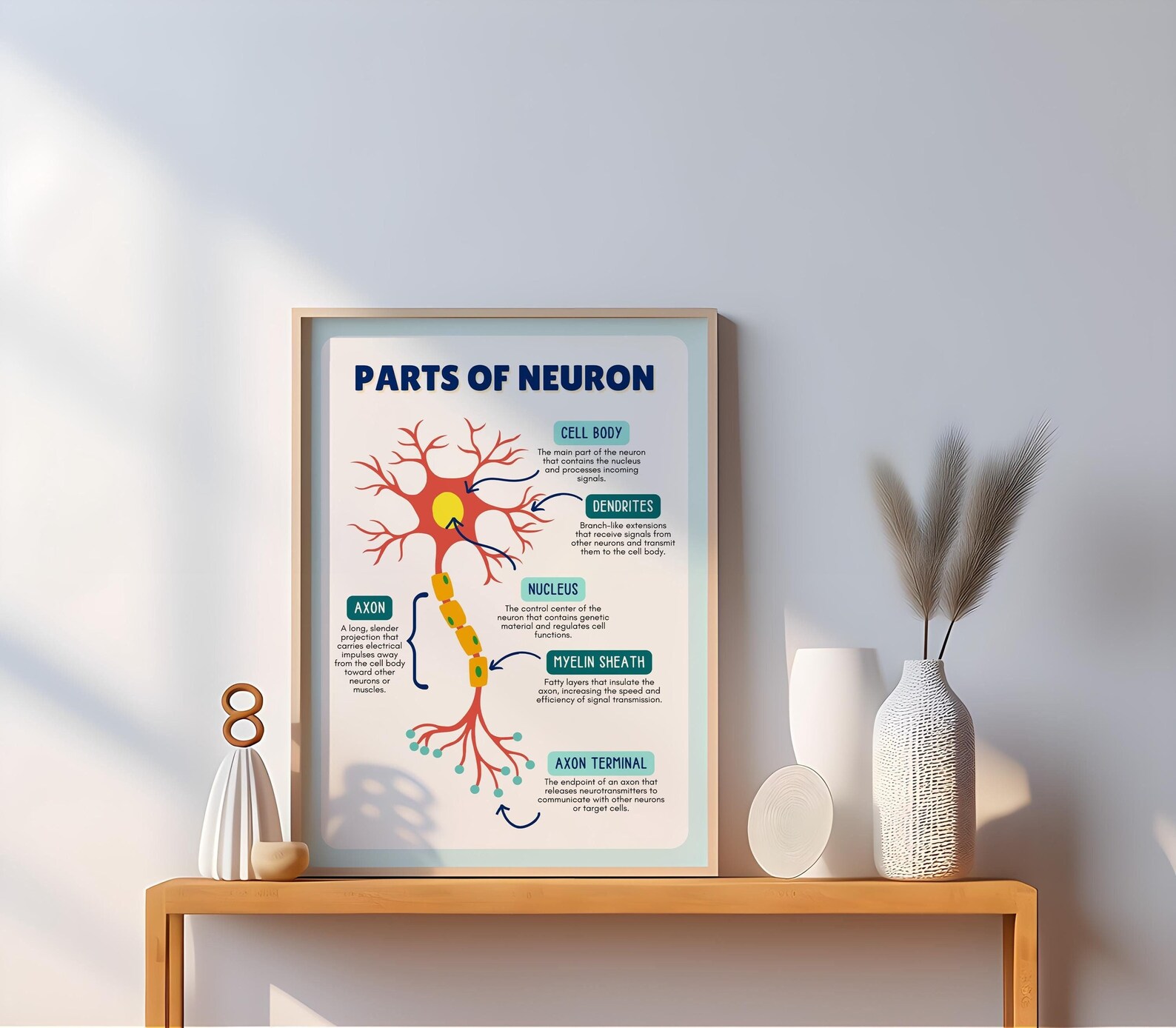 Parts of Neuron - Biology Poster - Anatomy Wall Art - Wall Hanging for ...