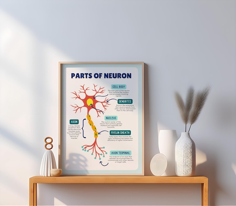 Neuron Anatomy Poster: Biology Classroom Wall Art (digital Download) - Etsy