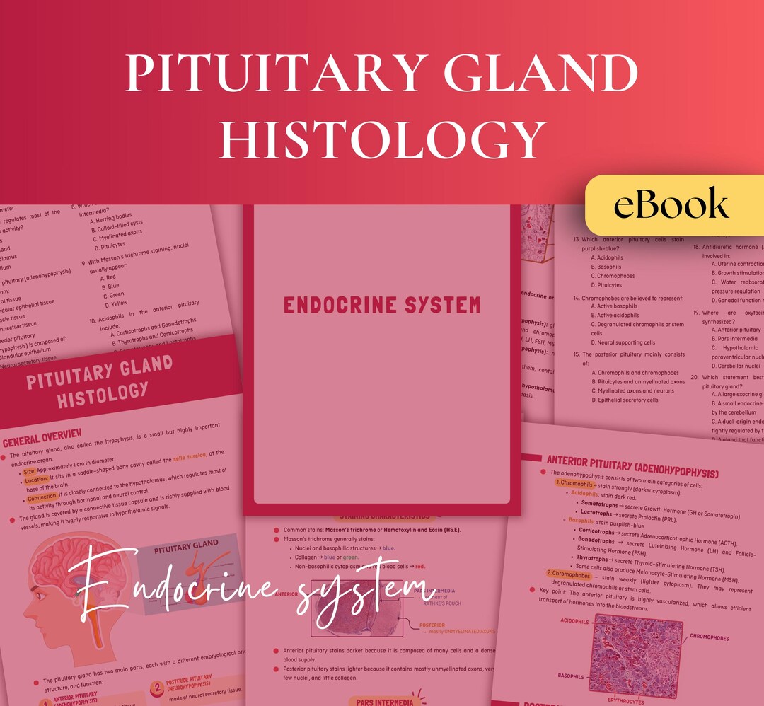 Pituitary Gland Histology Ebook | 8 Pages | Endocrine System | Lecture ...