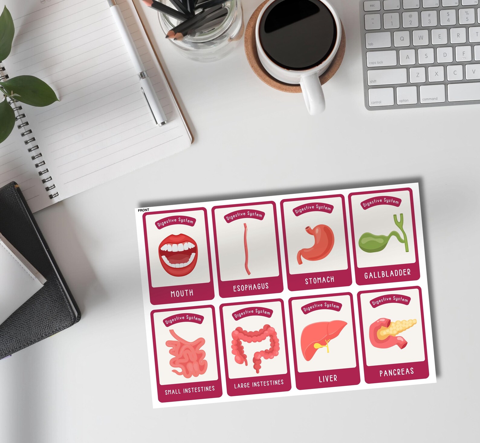 Human Digestive System Poster: Kids' Educational Science Art (digital ...