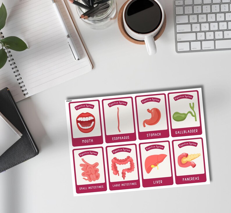 Human Digestive System Poster: Kids' Educational Science Art (digital ...