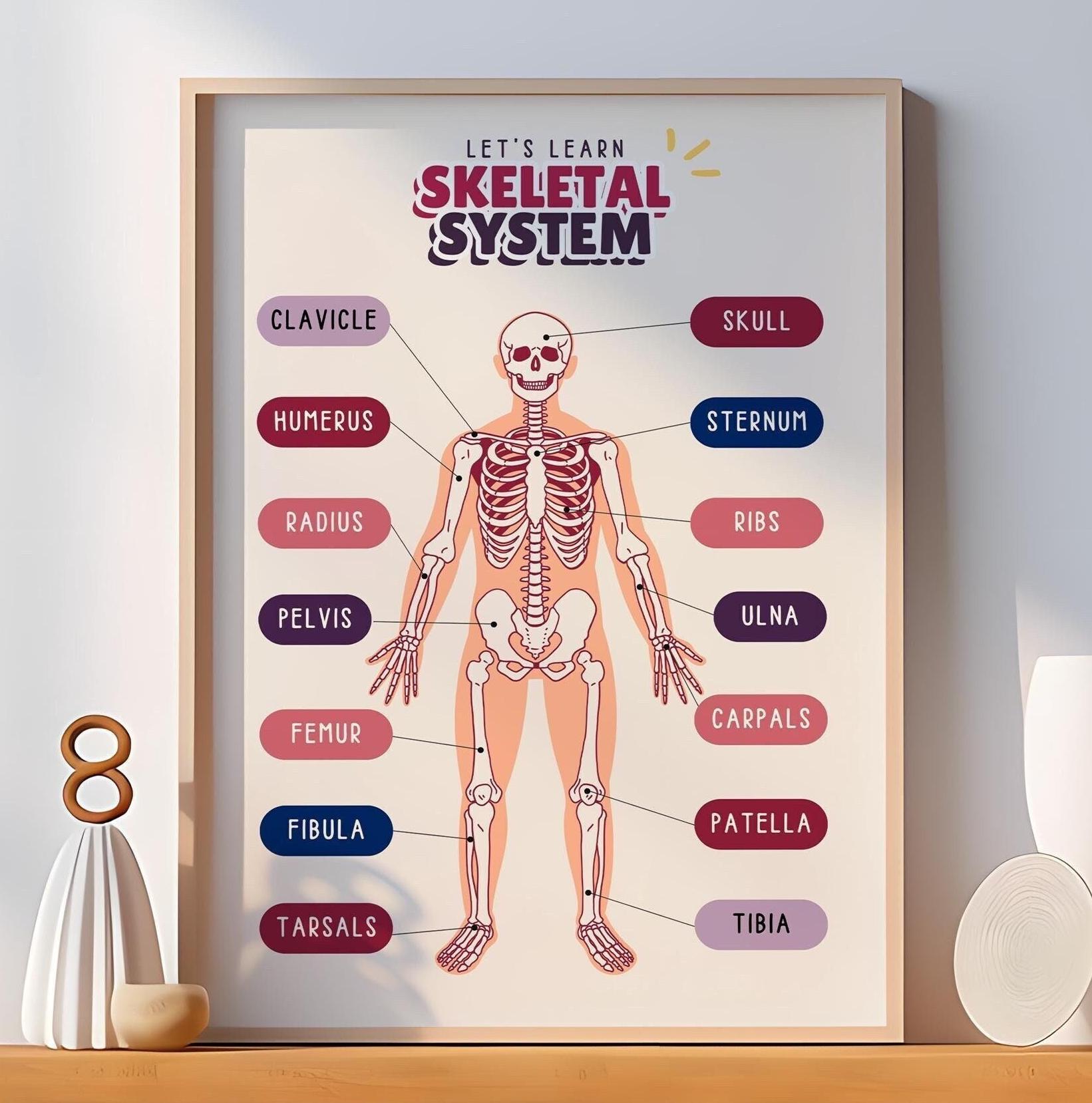 Human Skeletal System, Educational Poster for Kids, Health Education ...