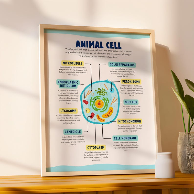 Animal Cell Structure Poster - Biology Educational Print - Science ...
