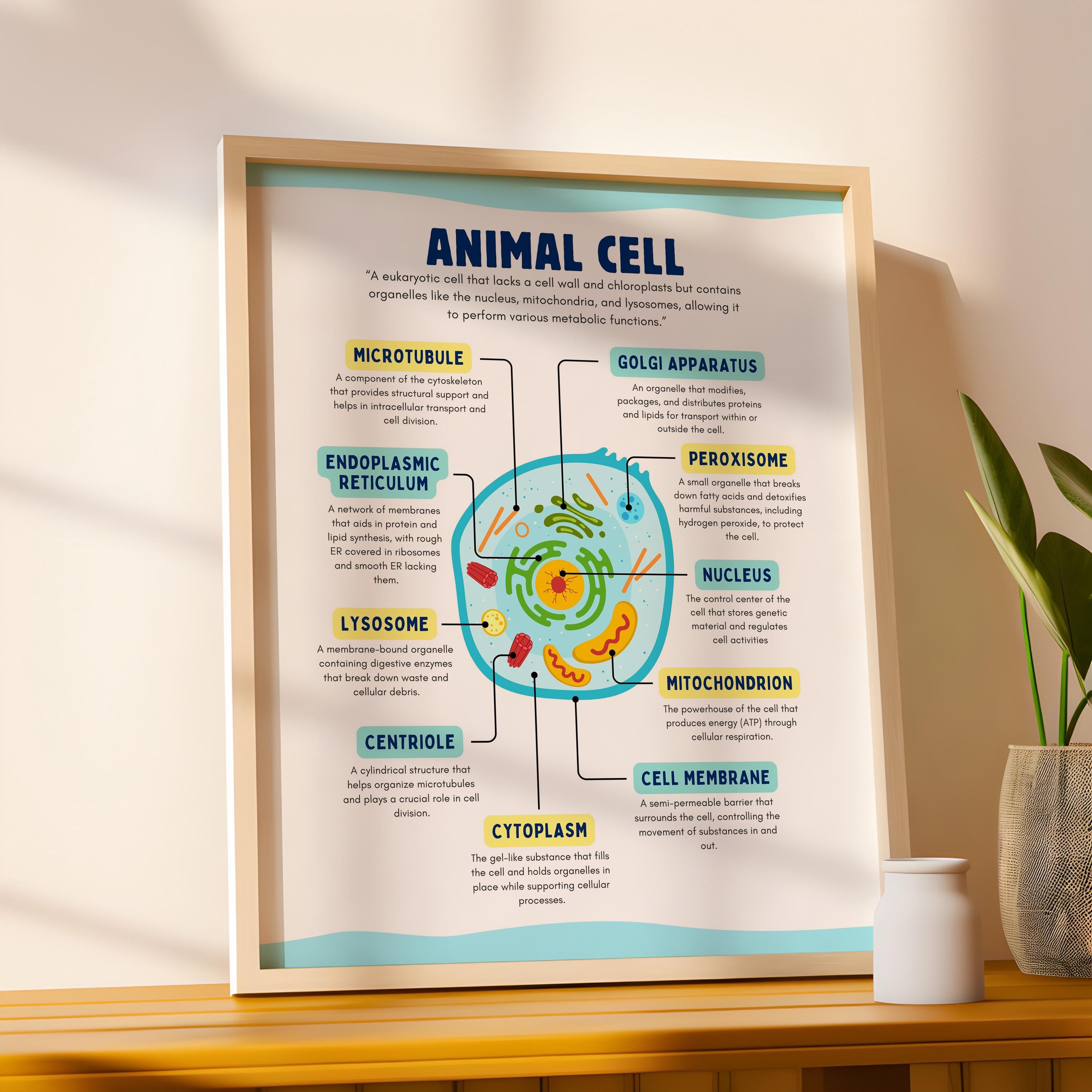 Animal Cell Structure Poster: Biology Classroom Decor (digital Download ...
