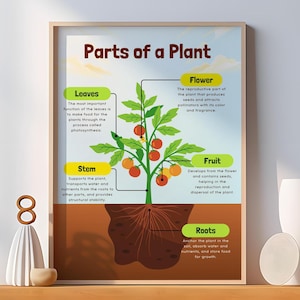 Plant Structure Poster: Biology Educational Print (digital Download) - Etsy