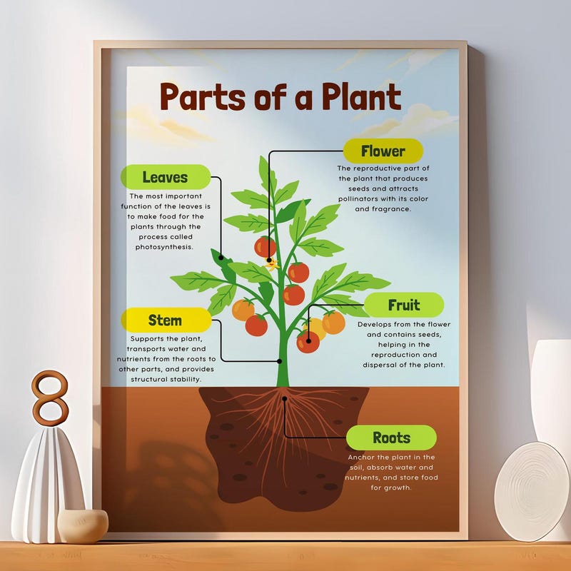 Plant Structure Poster - Etsy
