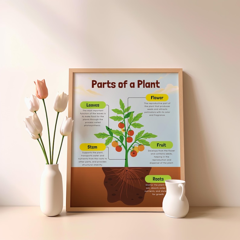 Plant Structure Poster: Biology Educational Print (digital Download) - Etsy