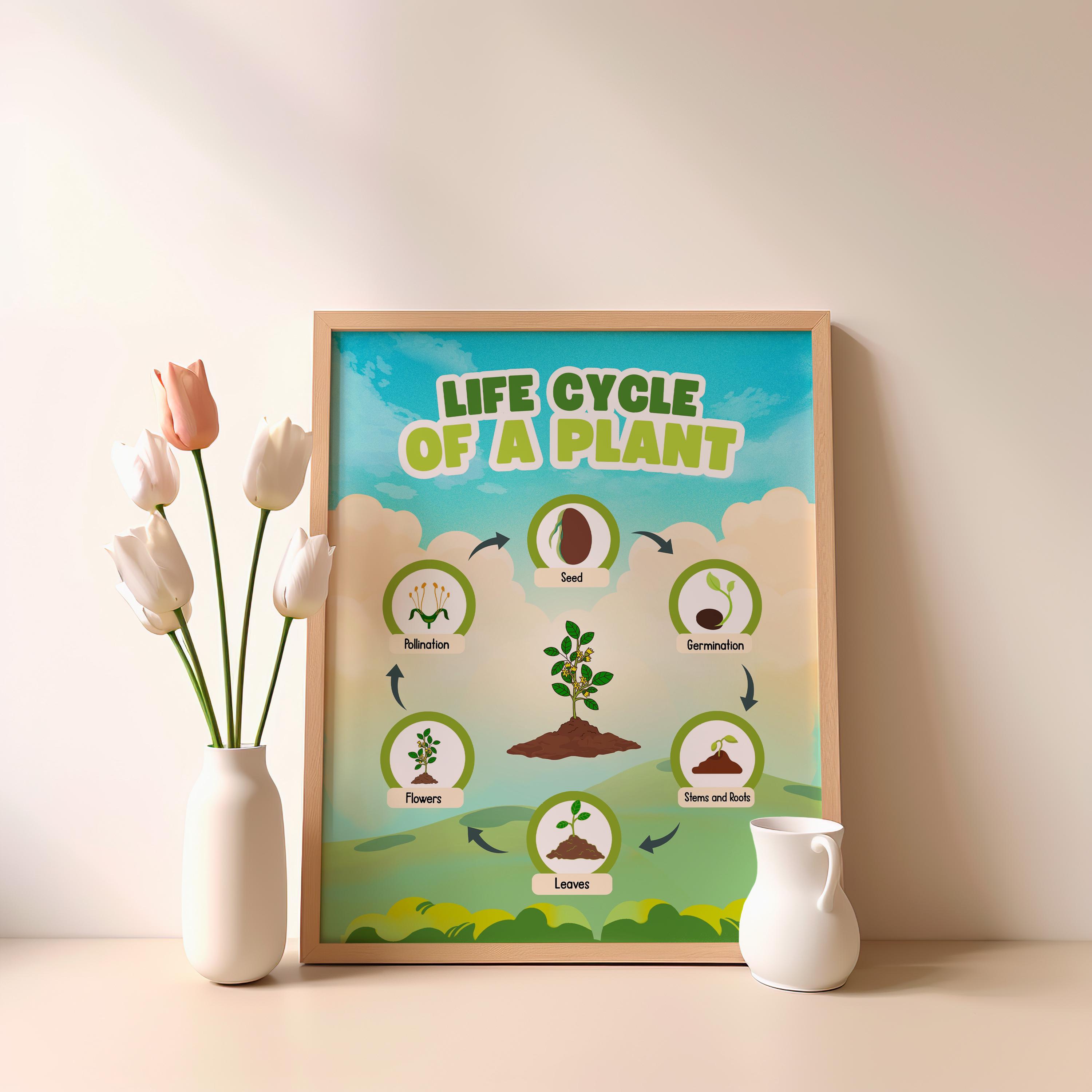 Life Cycle of a Plant Poster | Seed Germination, Growth, Flowering ...
