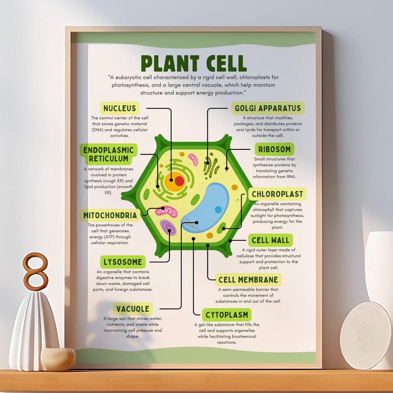Plant Cell - Etsy