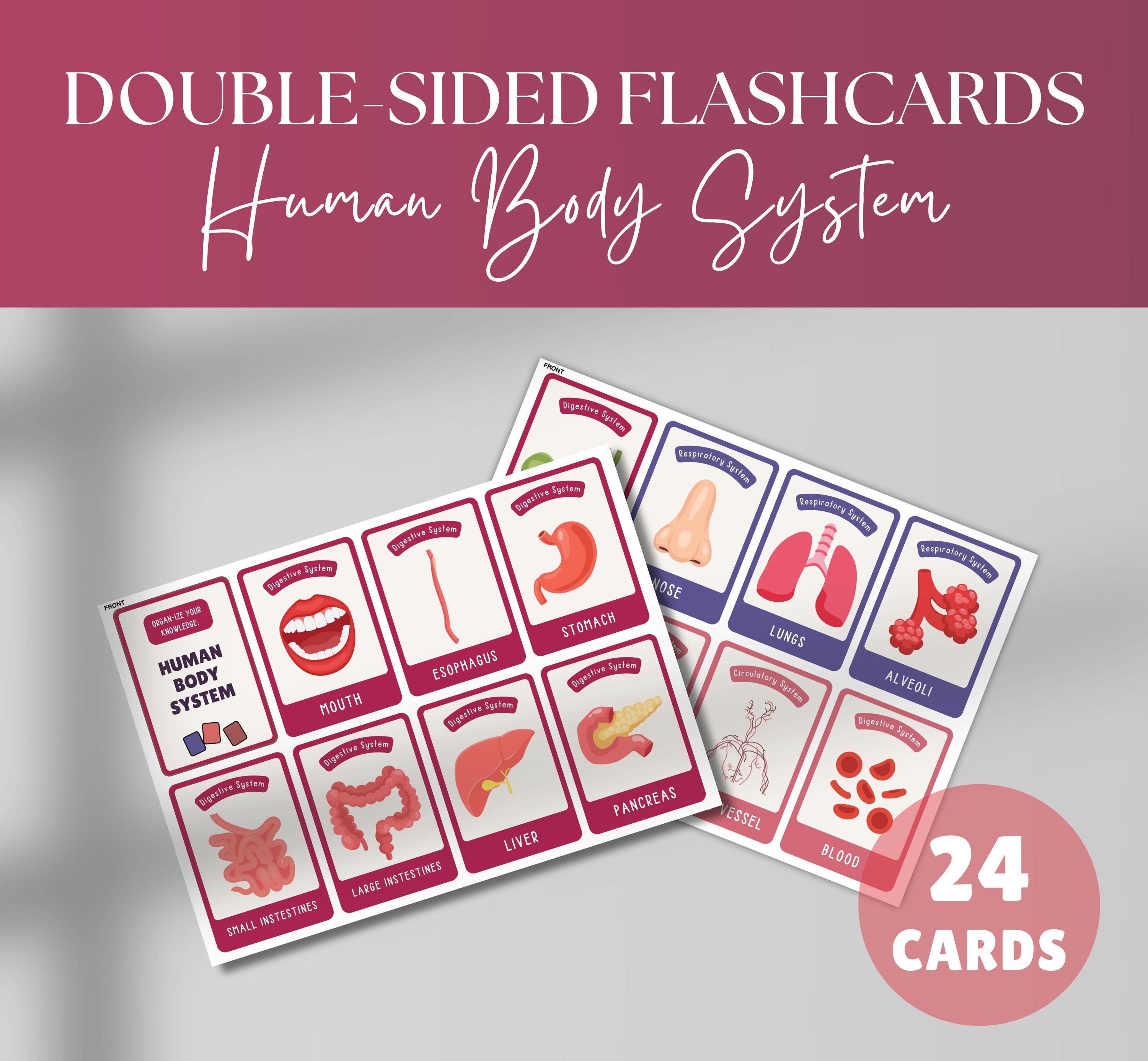 Human Body Flashcards: Double Sided Science Cards (digital Download) - Etsy