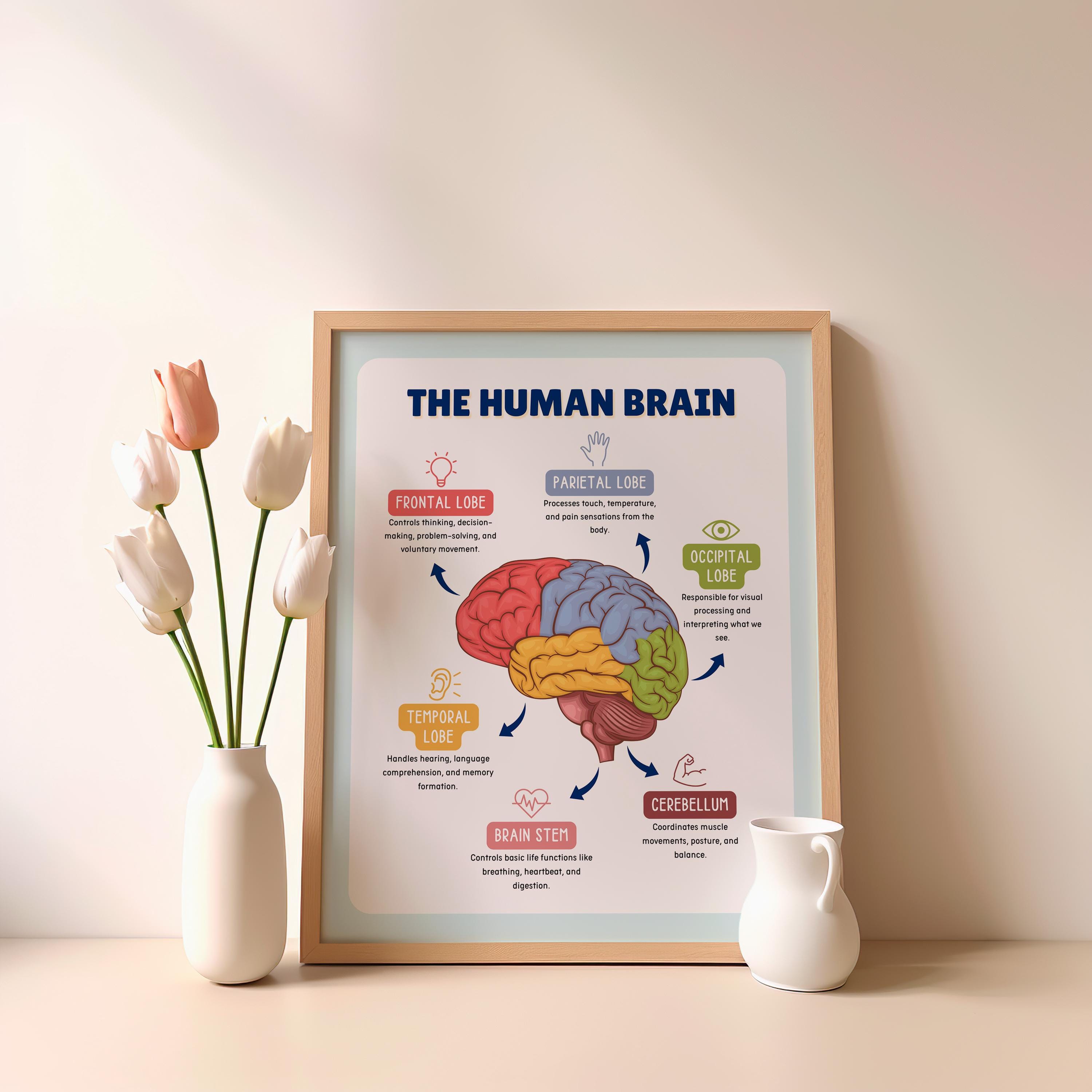 The Human Brain Poster - Anatomy of Brain Print - Modern Educative Wall ...