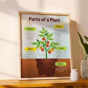 Plant Structure Poster: Biology Educational Print (digital Download) - Etsy