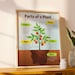 Plant Structure Poster: Biology Educational Print (digital Download) - Etsy