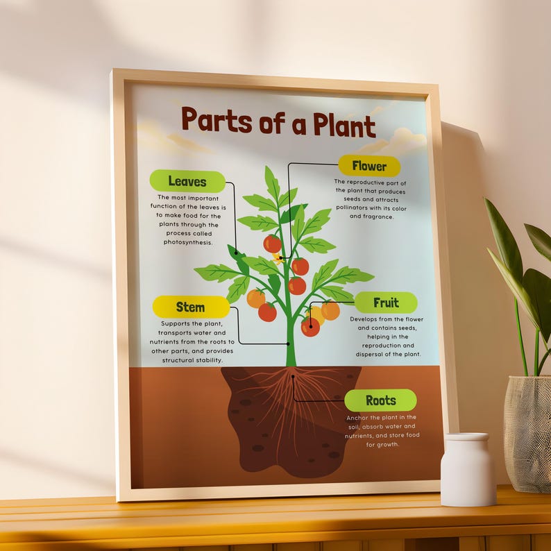 Parts of a Plant Poster - Plant Structure - Plant Art - Biology ...