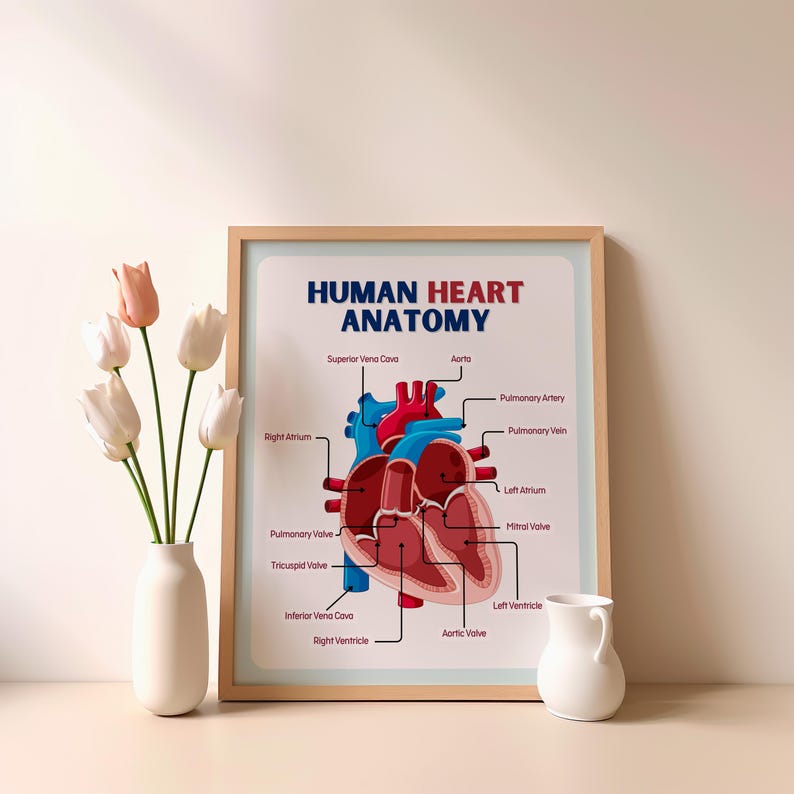 Heart Anatomy Print: Human Body Poster, Classroom Wall Art (digital ...
