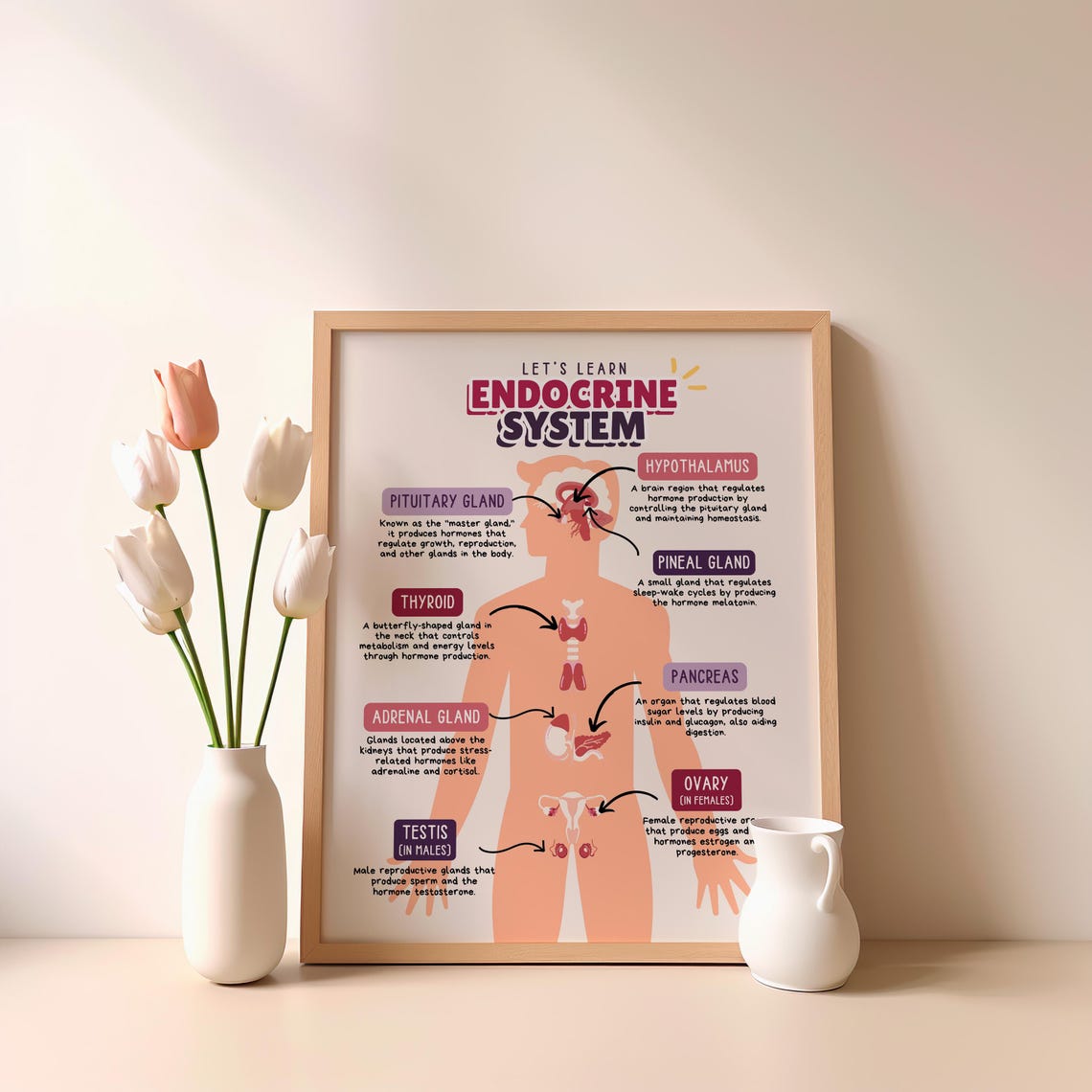 Endocrine System Poster: Anatomy Wall Art for Kids (digital Download ...