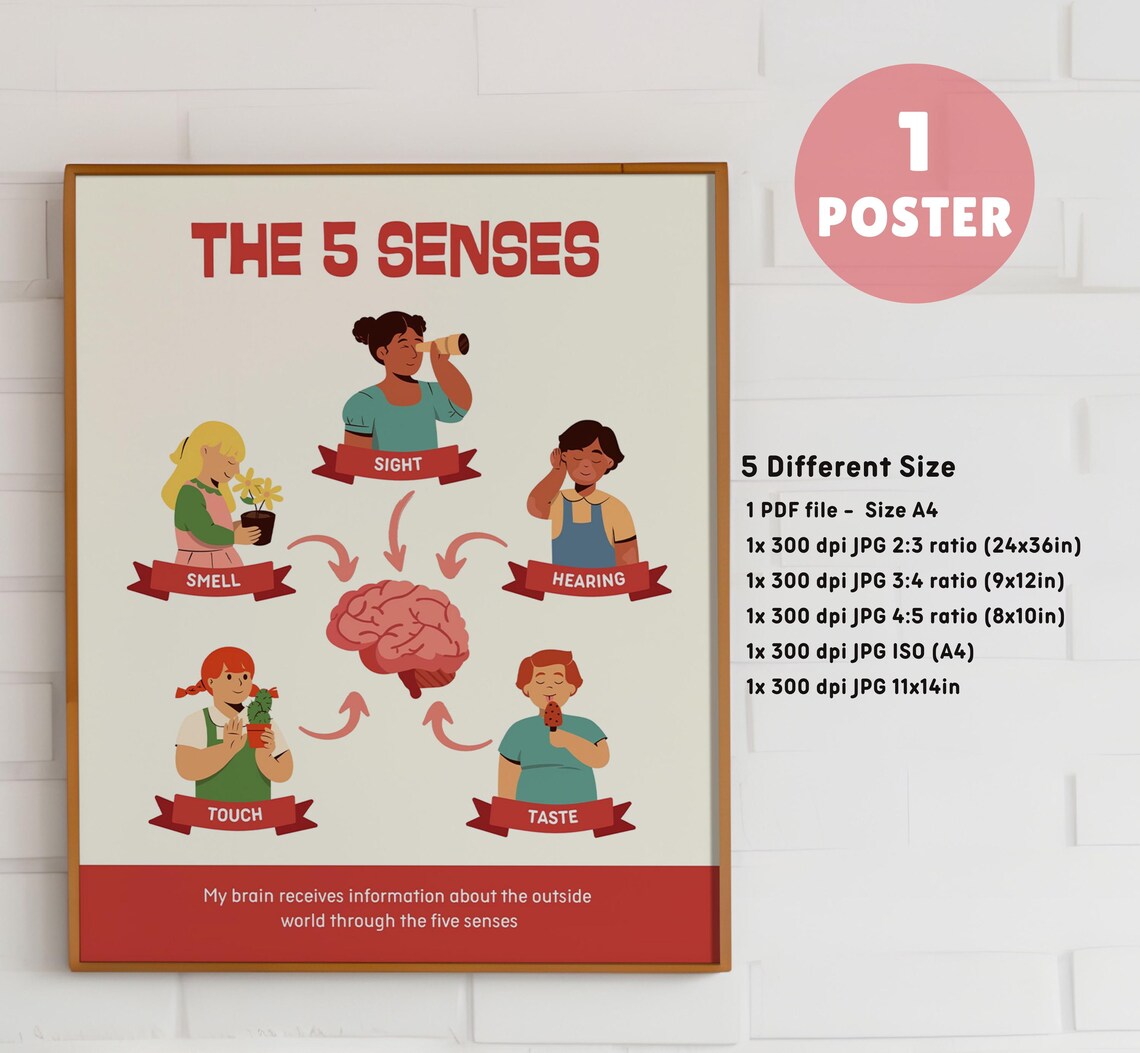 The 5 Senses Print - Worksheet for Kids, 5 Senses Flashcards, Toddlers ...