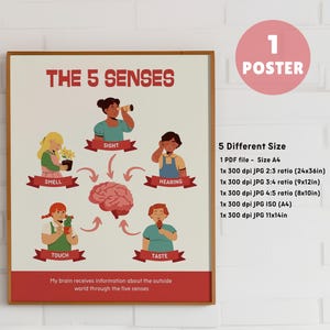 The 5 Senses Print - Worksheet for Kids, 5 Senses Flashcards, Toddlers ...