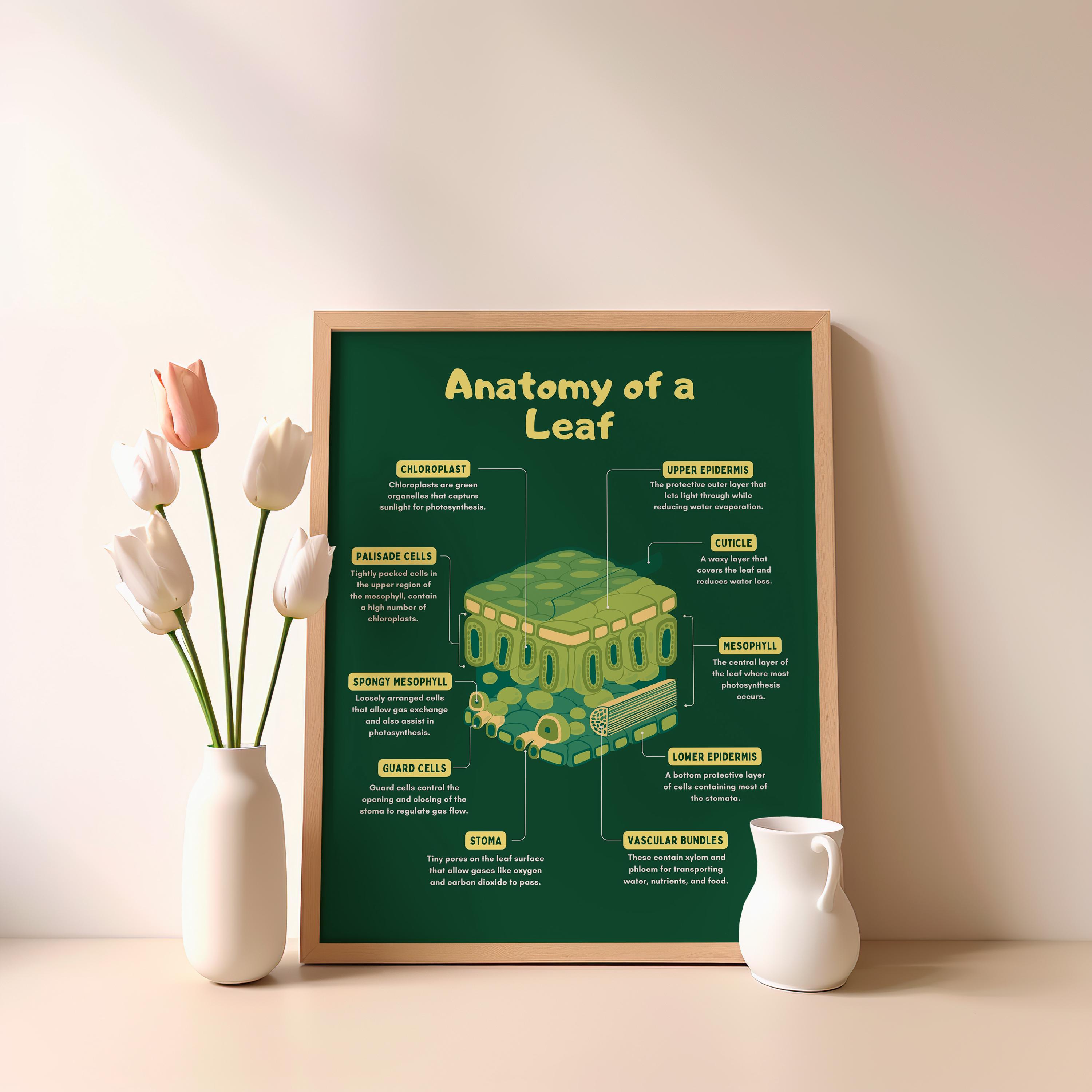 Leaf Anatomy Poster: Green Illustrative Plant Structure (digital ...