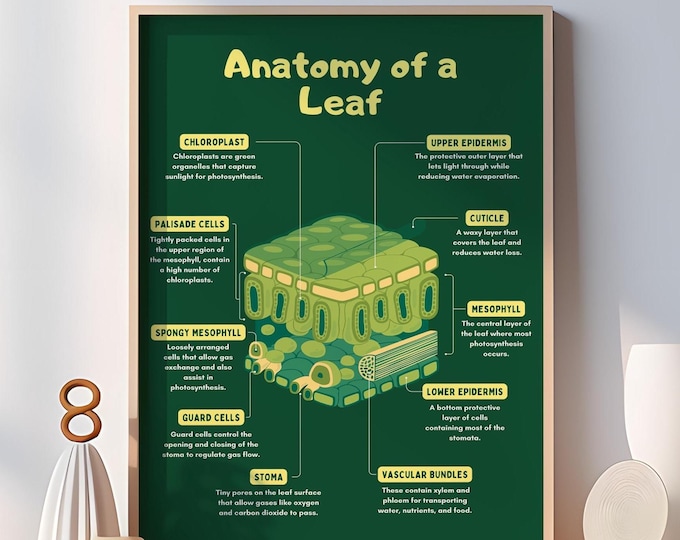 Leaf Shapes Chart Poster • Morphology Diagram • 5 Sizes! • Vintage ...