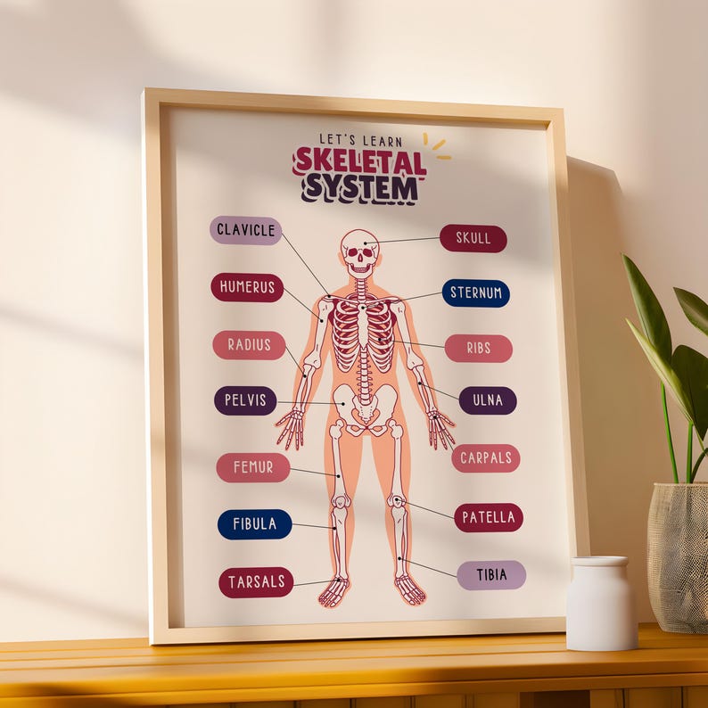 Human Skeletal System, Educational Poster for Kids, Health Education ...