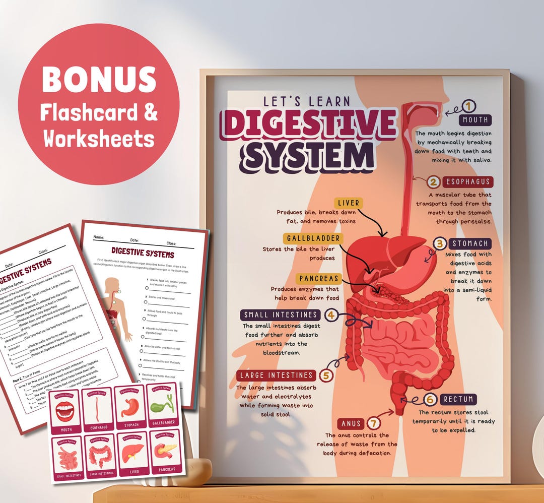 Human Digestive System Poster: Kids' Educational Science Art (digital ...