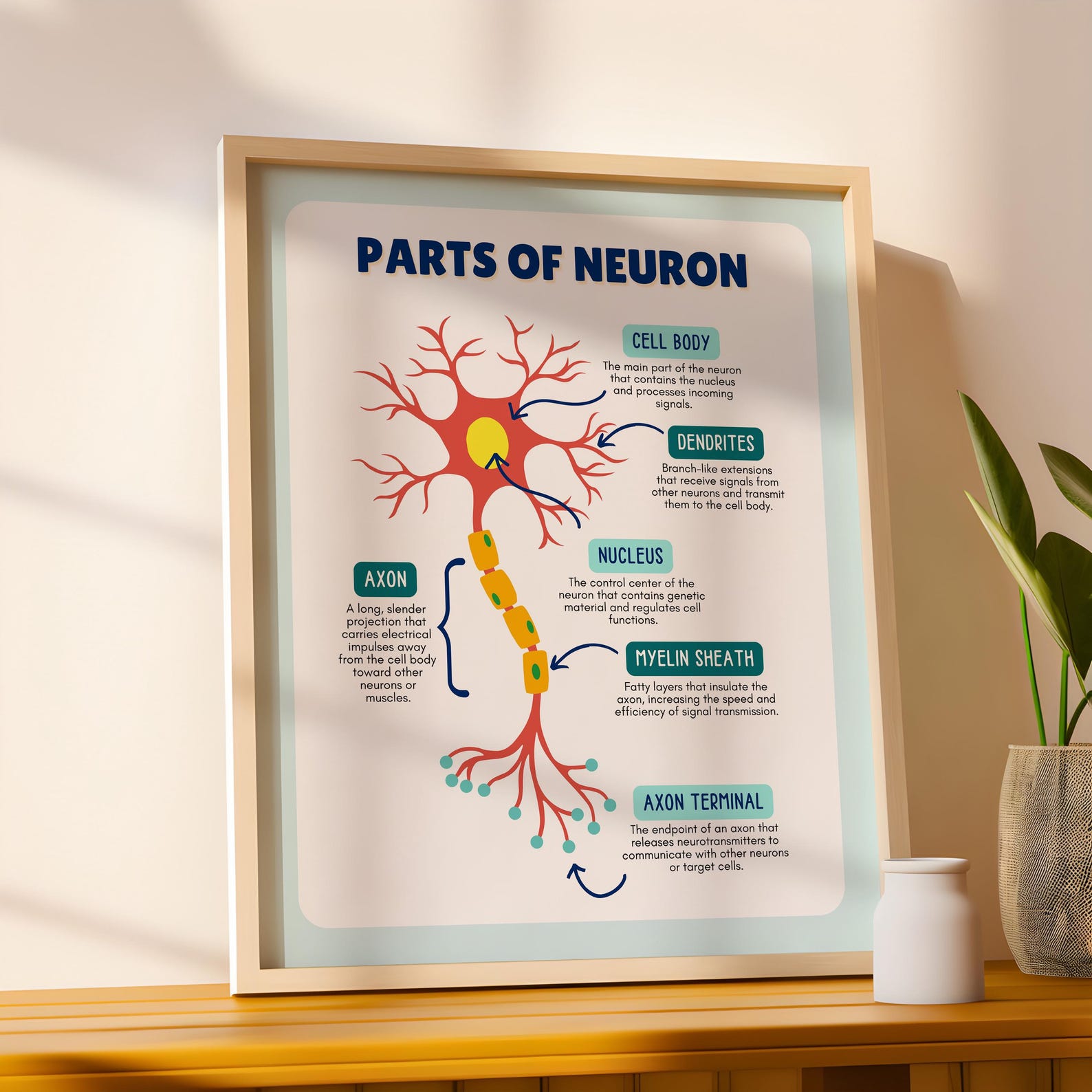 Parts of Neuron - Biology Poster - Anatomy Wall Art - Wall Hanging for ...