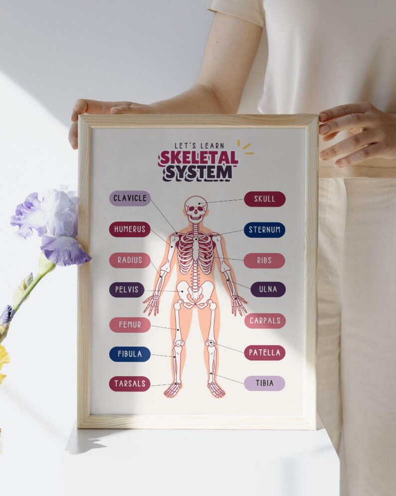 Human Skeletal System, Educational Poster for Kids, Health Education ...