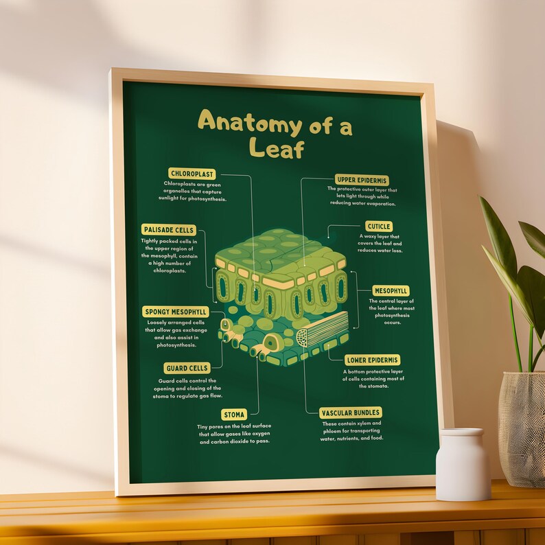 Leaf Anatomy Poster: Green Illustrative Plant Structure (digital ...