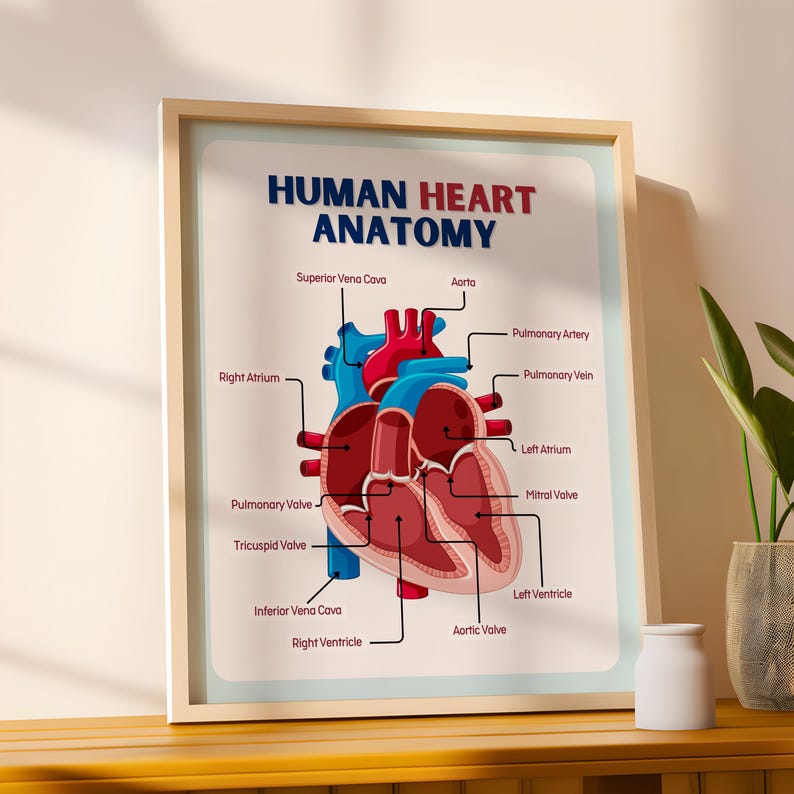 Heart Anatomy Print: Human Body Poster, Classroom Wall Art (digital ...