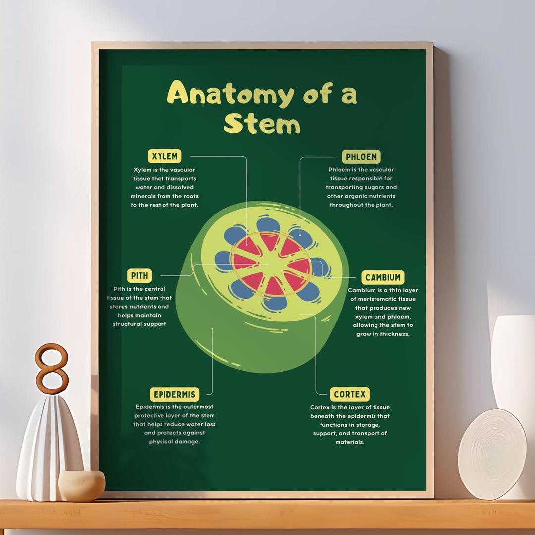 Anatomy of a Stem Poster | Labeled Stem Structure Diagram for Biology ...