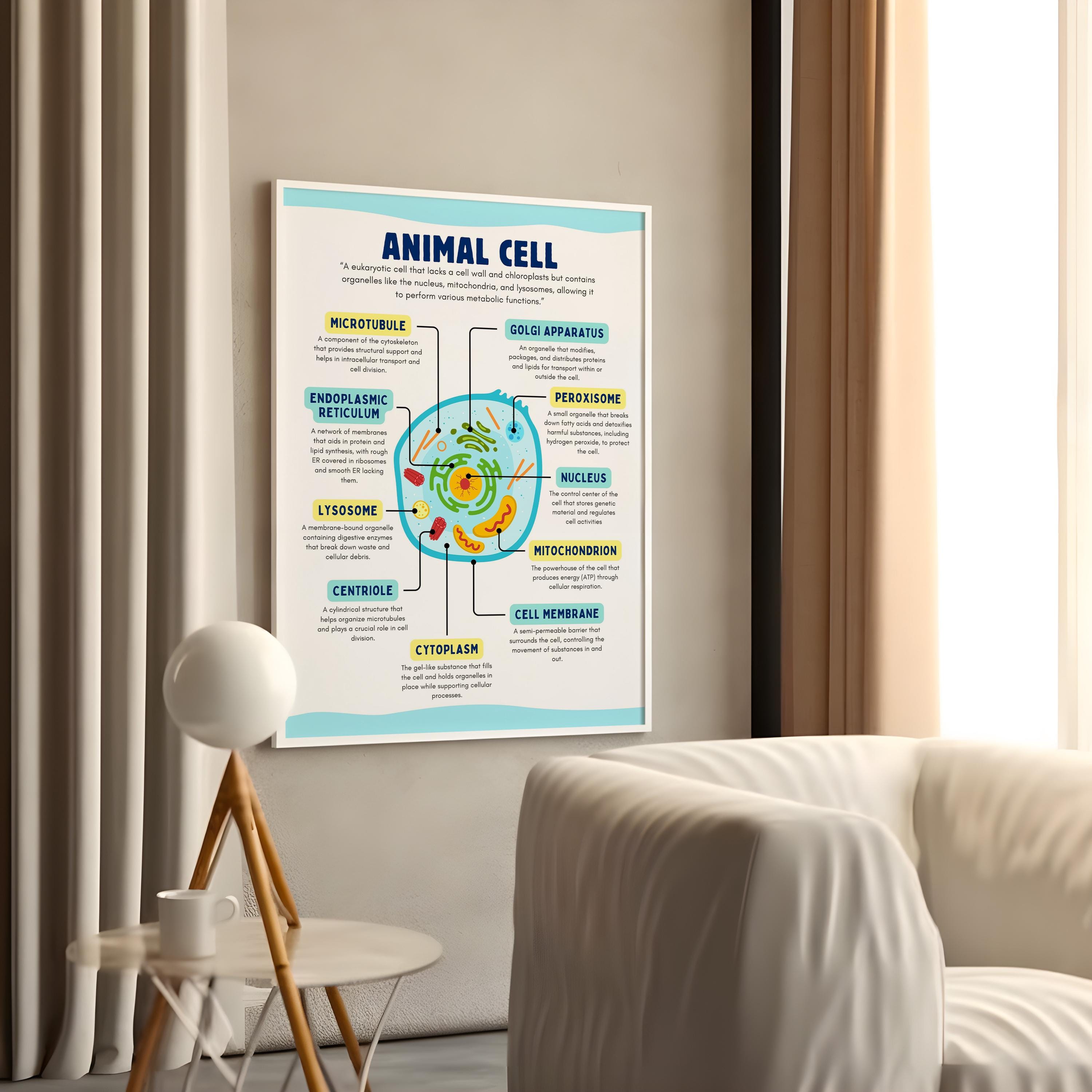 Animal Cell Structure Poster - Biology Educational Print - Science ...