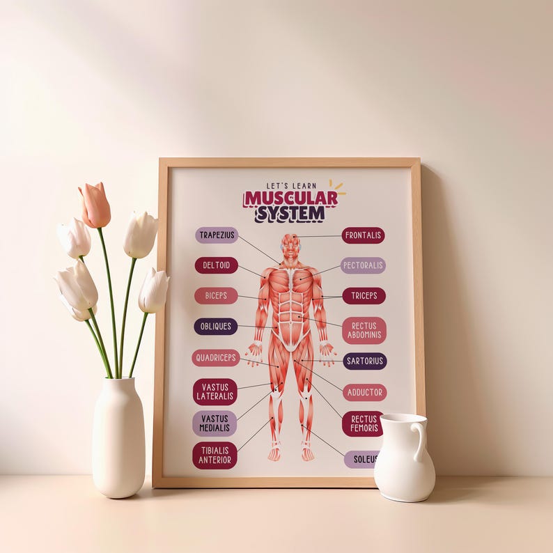 Muscular System Anatomy Poster: Human Body Learning Kit (digital Print ...
