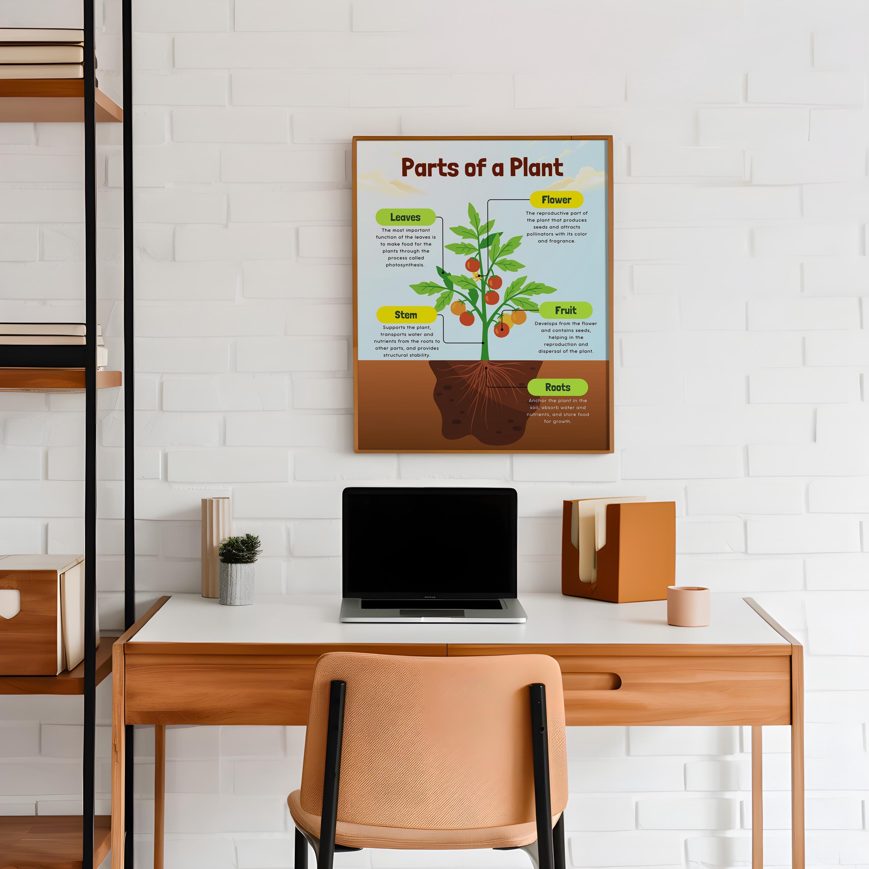 Plant Structure Poster: Biology Educational Print (digital Download) - Etsy