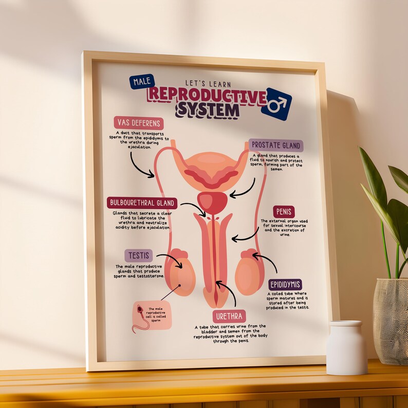 Set of 2 Human Reproductive System Print - Education Poster for Kids ...