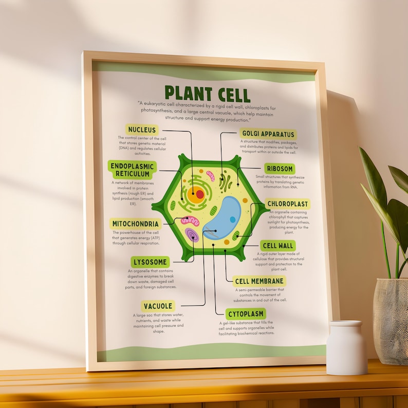 Plant Cell Structure Poster - Biology Educational Print - Science ...
