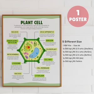 Plant Cell Structure Poster: Biology Classroom Art (digital Download ...